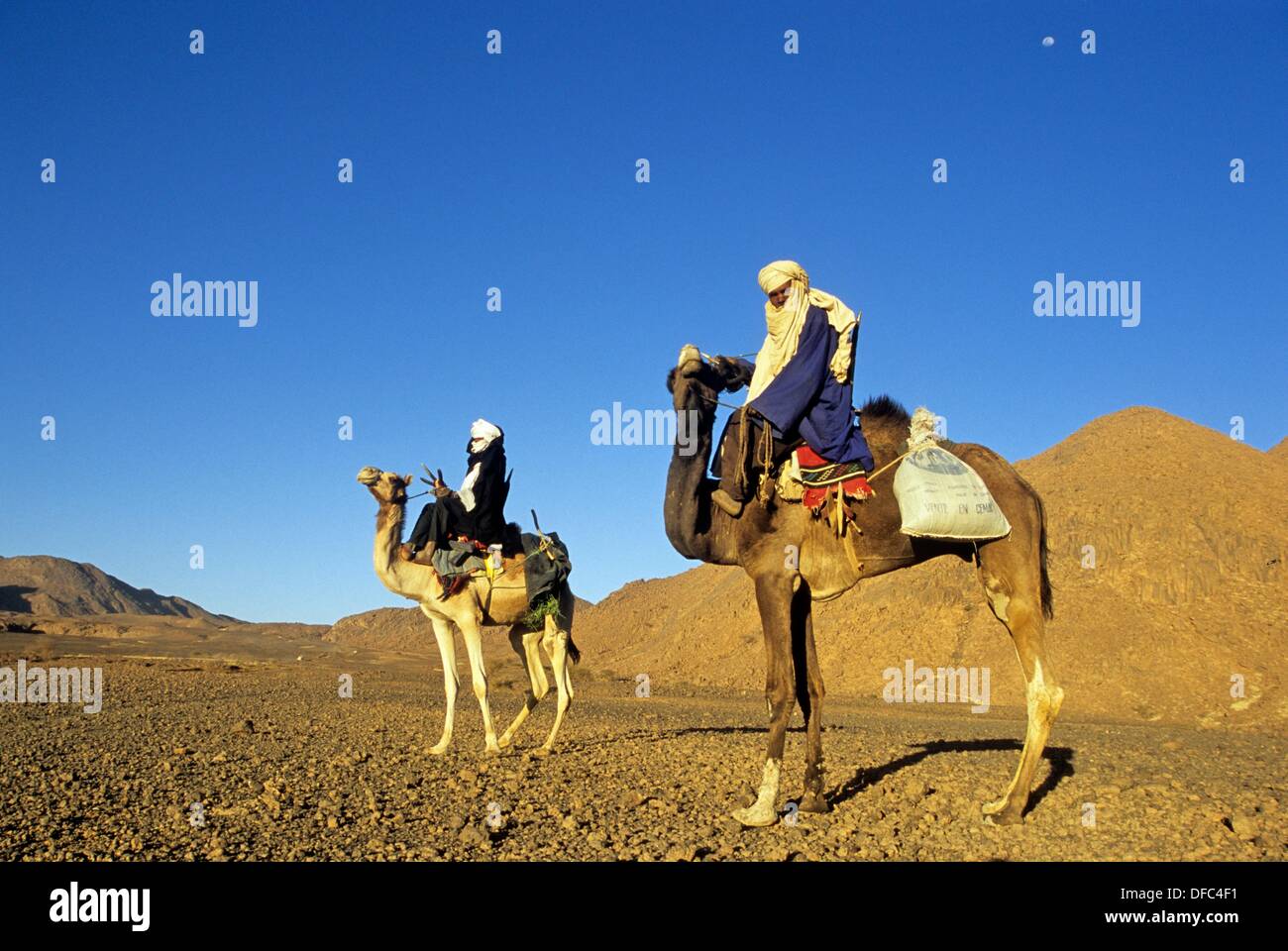 Tuareg mehari hi-res stock photography and images - Alamy