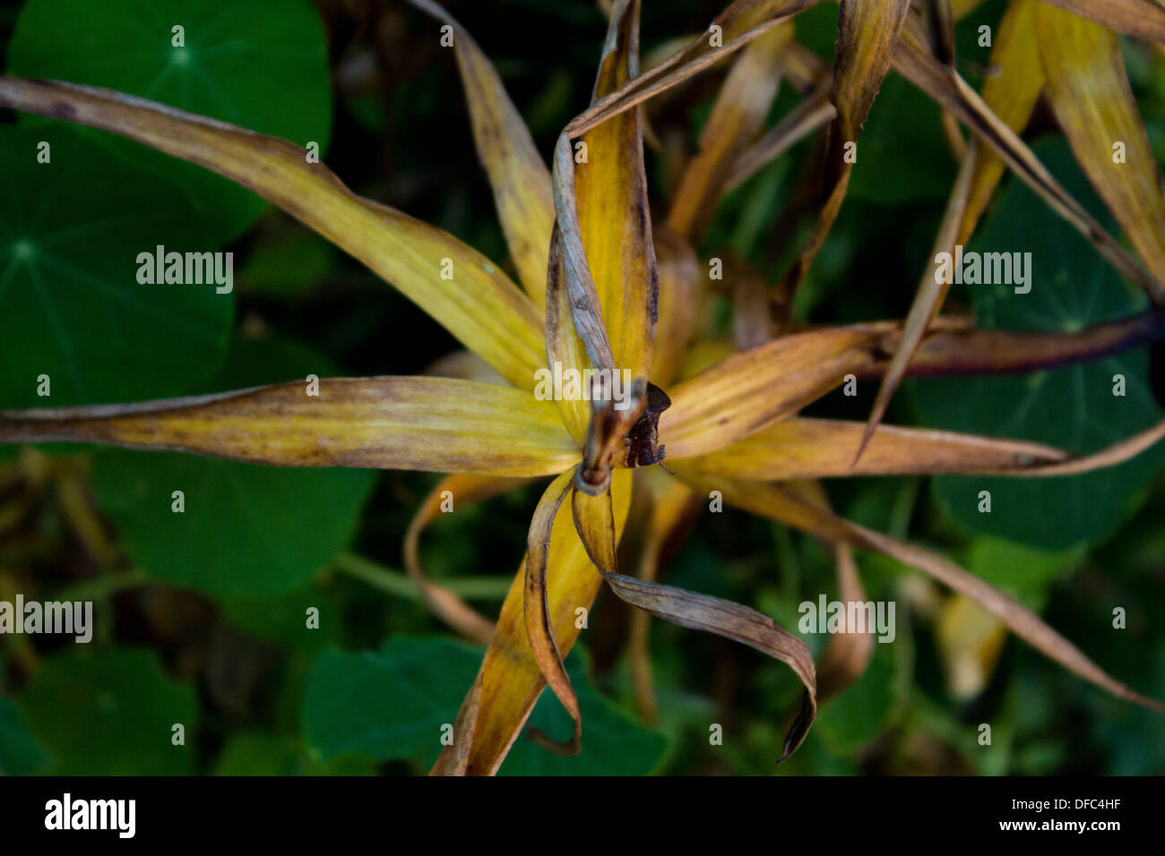 Manic hi-res stock photography and images - Alamy