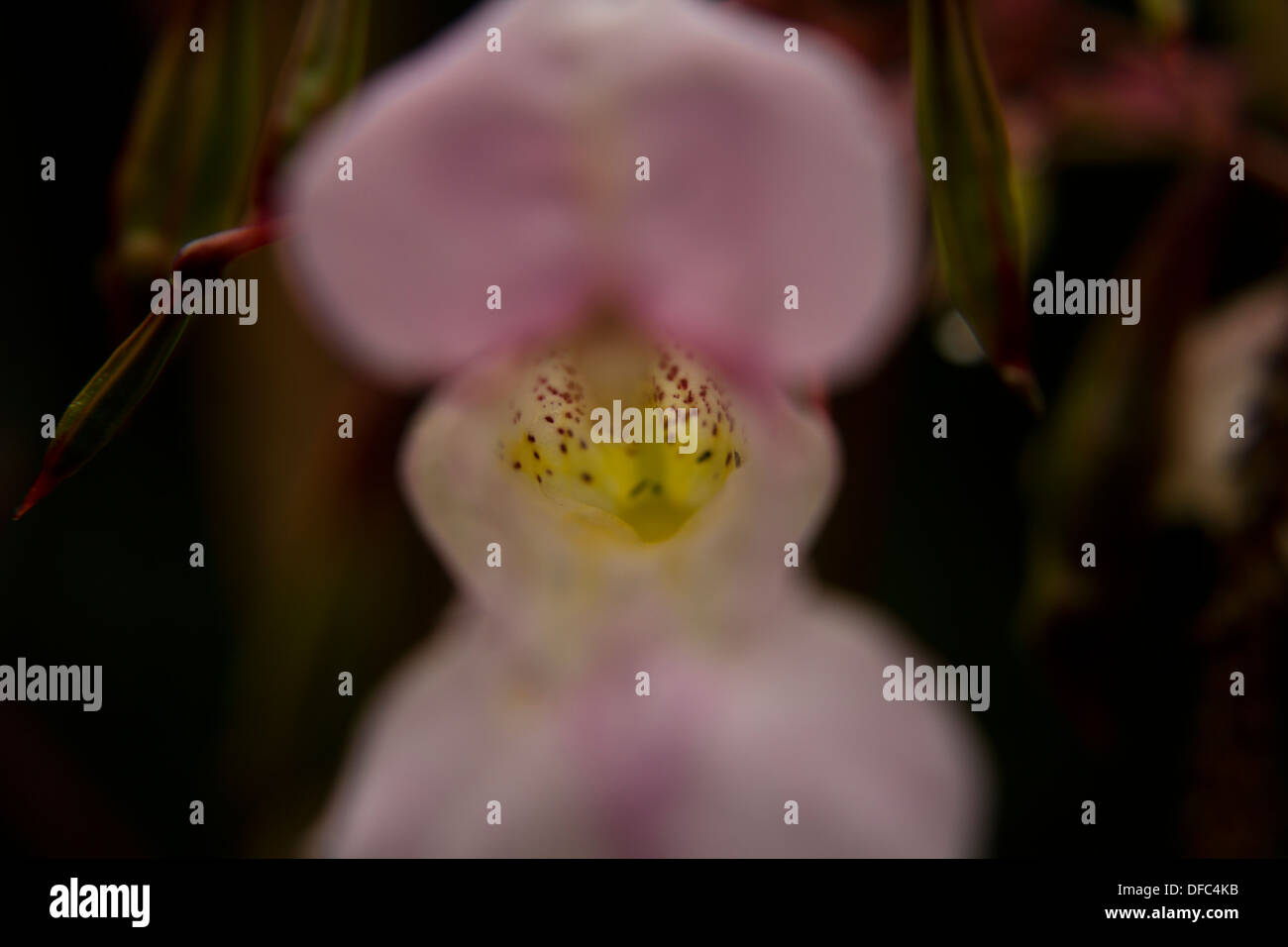 Inside flower hi-res stock photography and images - Alamy