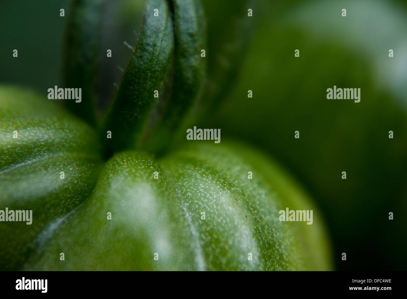 Tomato macro hi-res stock photography and images - Alamy
