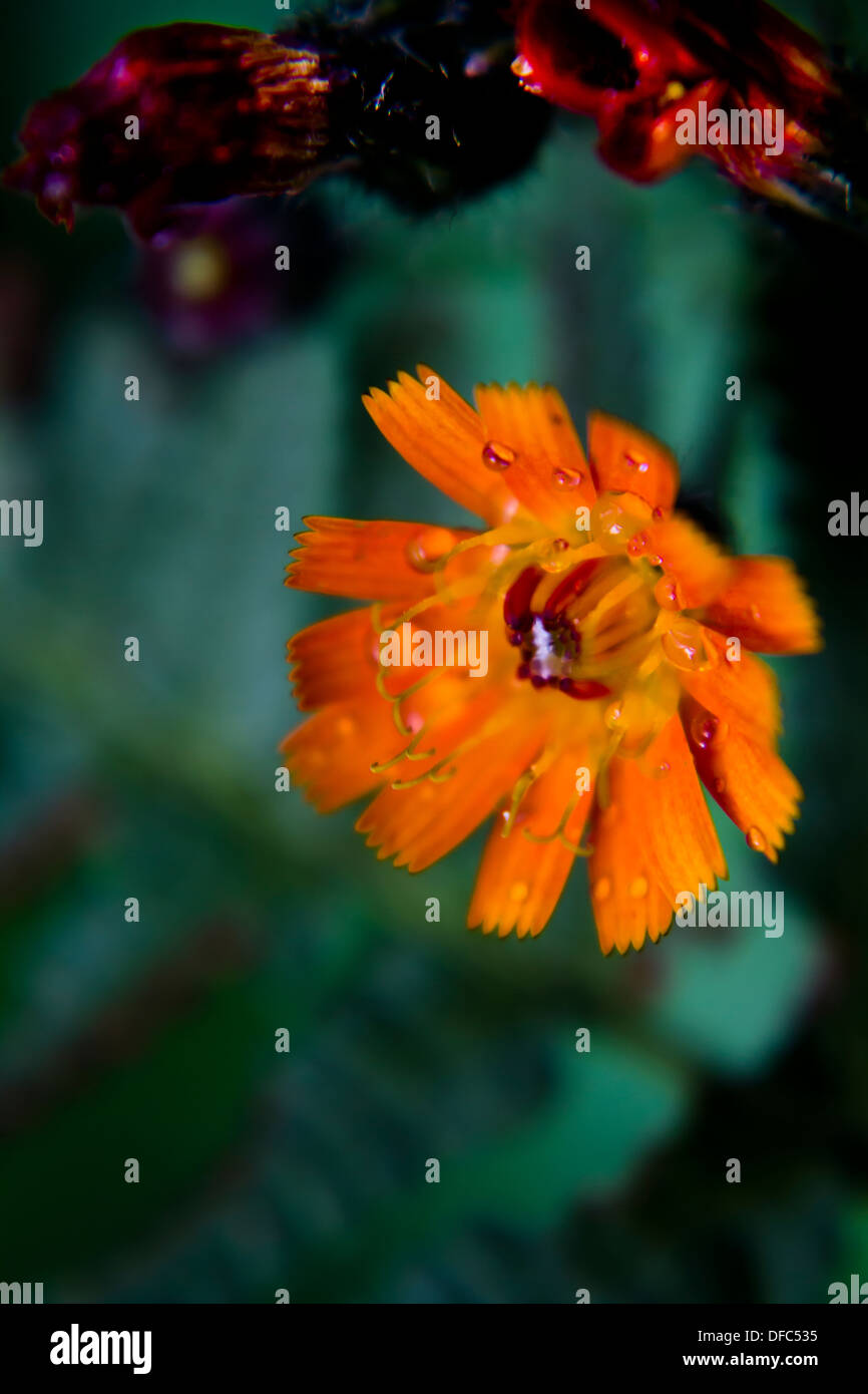 Twinkle hi-res stock photography and images - Alamy