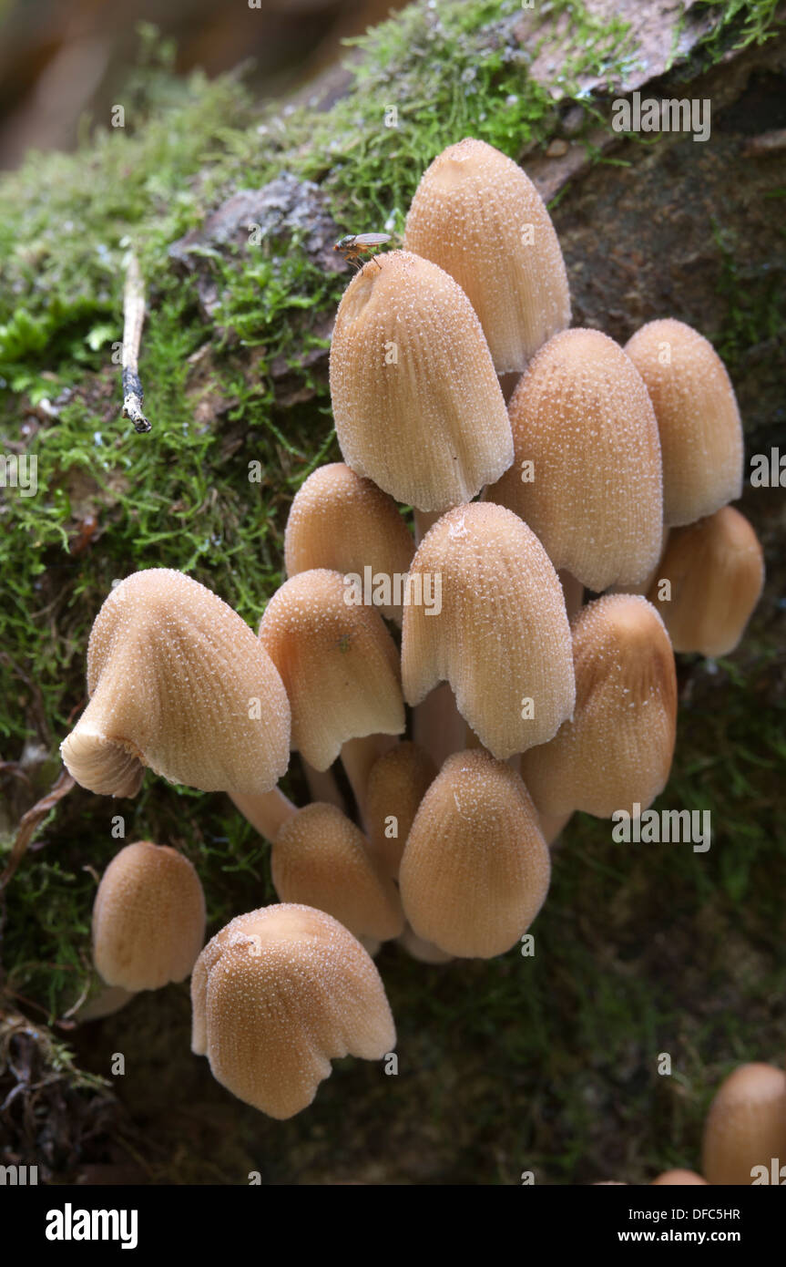 Yellow Mushrooms (Coprinus sp.) on a stump in a green moss Stock Photo ...