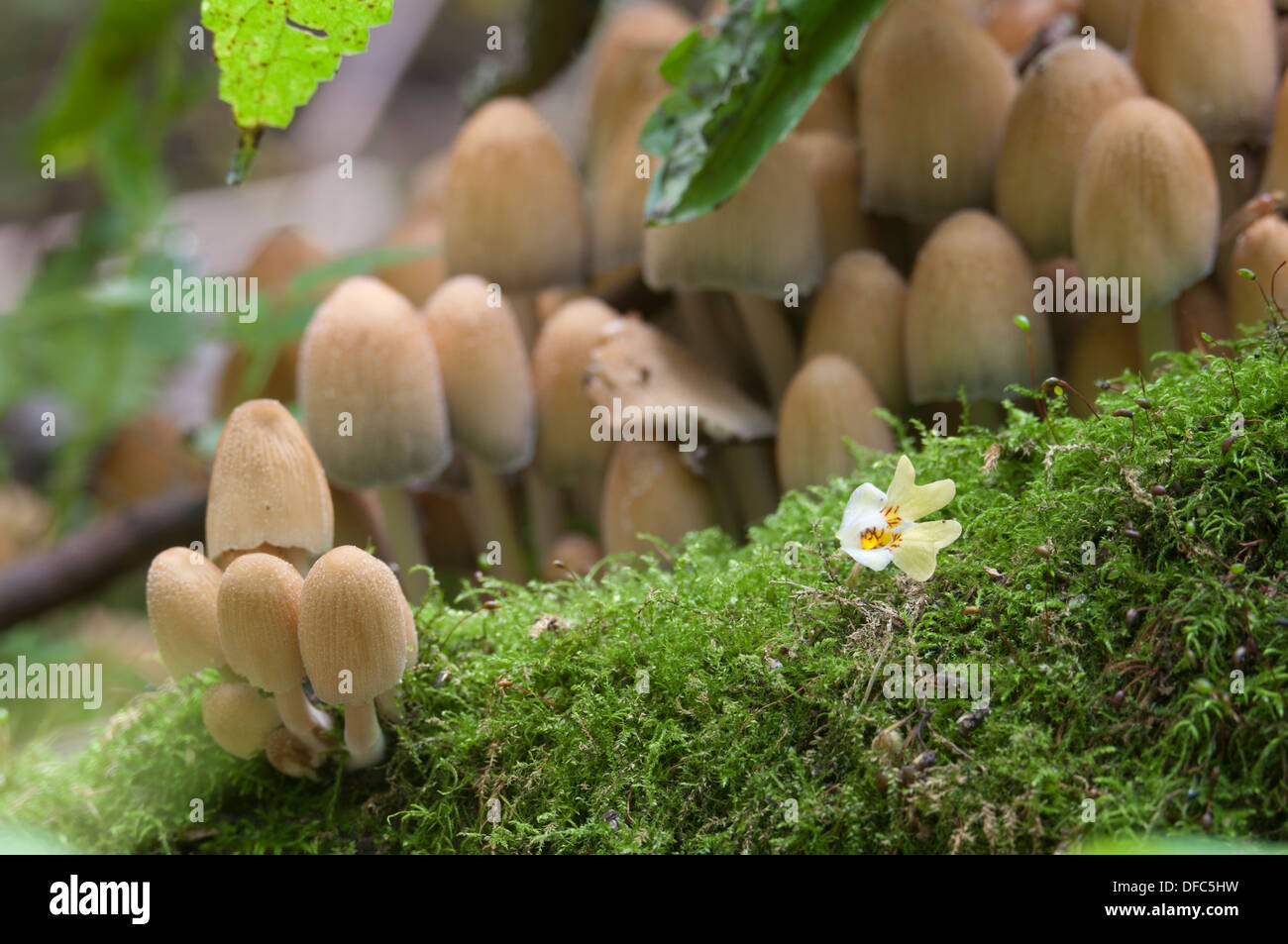 Yellow Mushrooms (Coprinus sp.) on a stump in a green moss Stock Photo ...