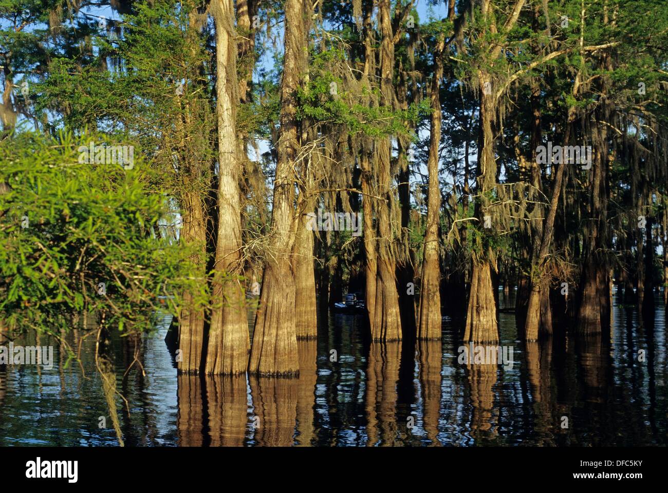 Atchafalaya basin henderson louisiana united hi-res stock photography ...