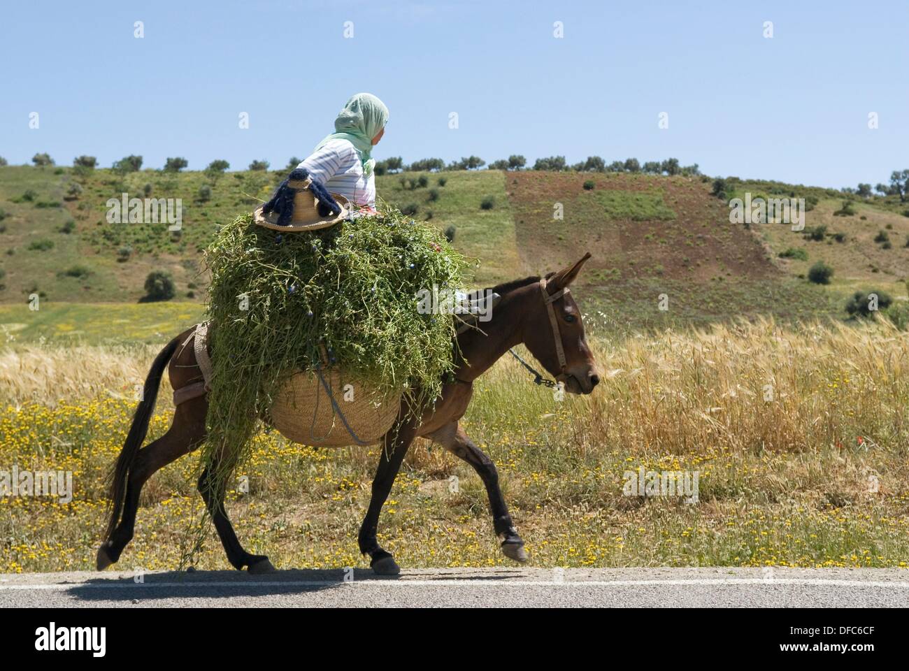 Woman riding mule hi-res stock photography and images - Alamy