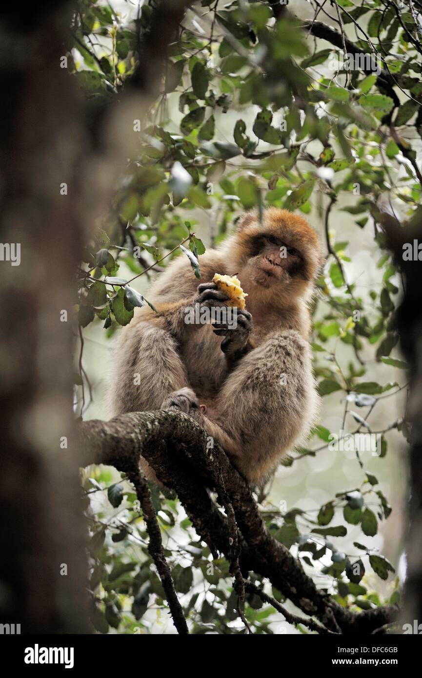 Azrou cedar forest hi-res stock photography and images - Alamy