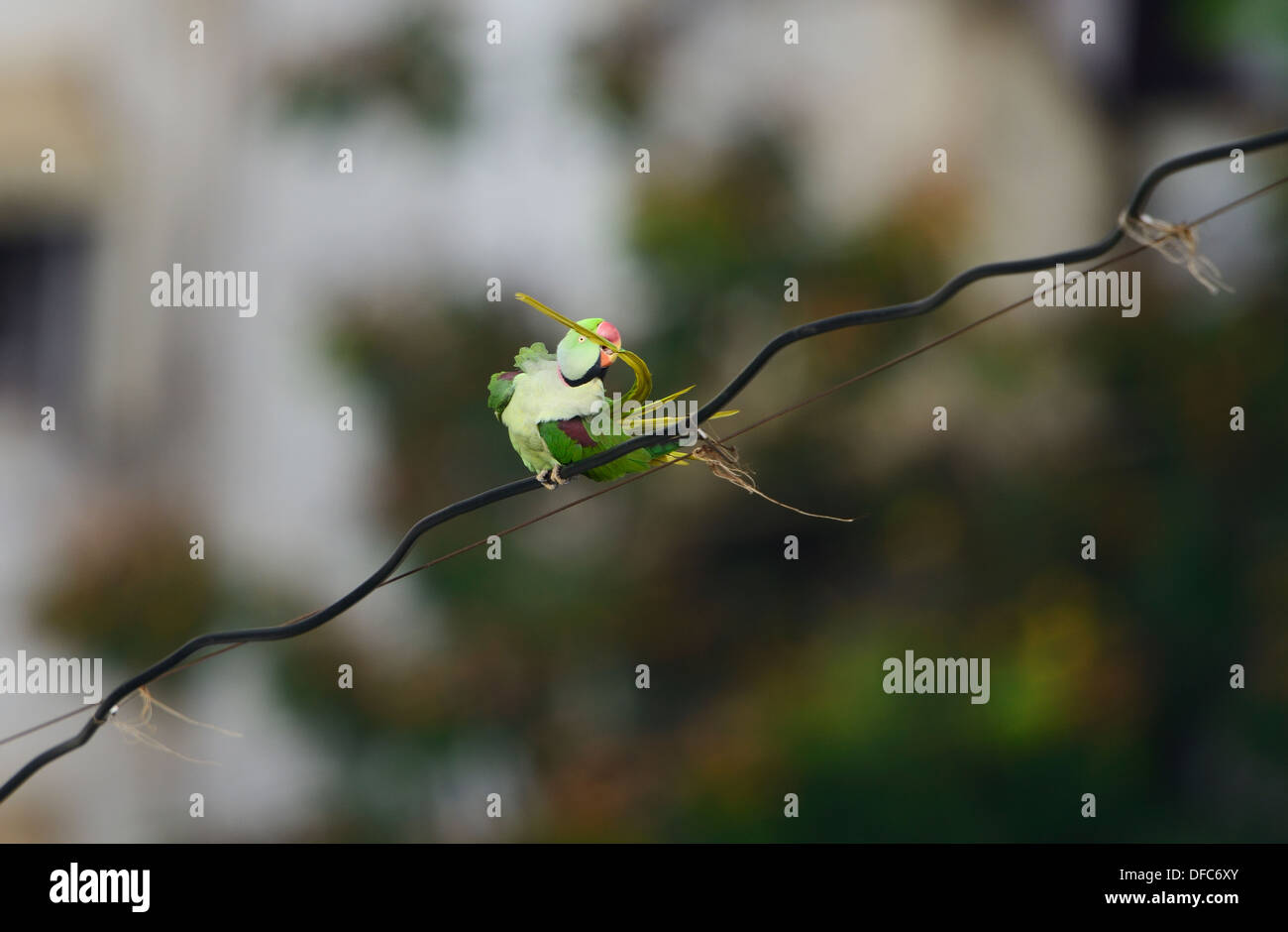 Parakeet preening hi-res stock photography and images - Alamy