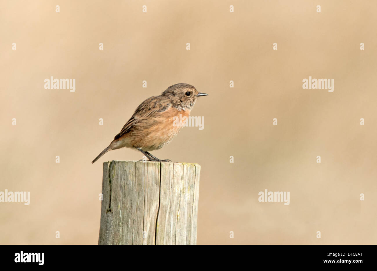 Female Stonechat-Saxicola torquata. Uk Stock Photo - Alamy