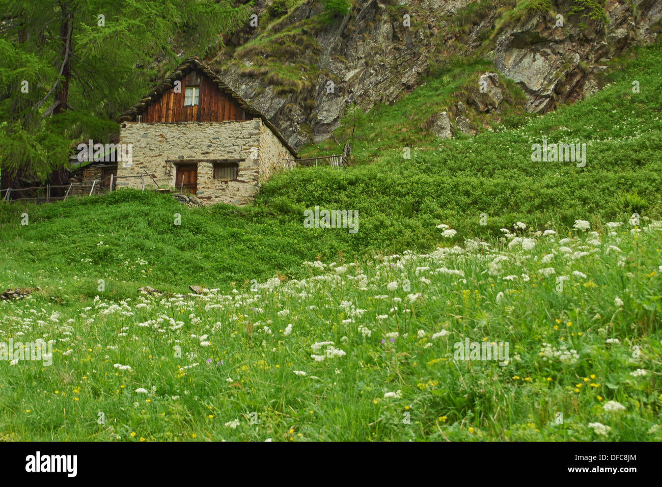 Little house in the forest in the Italian Alps Stock Photo - Alamy