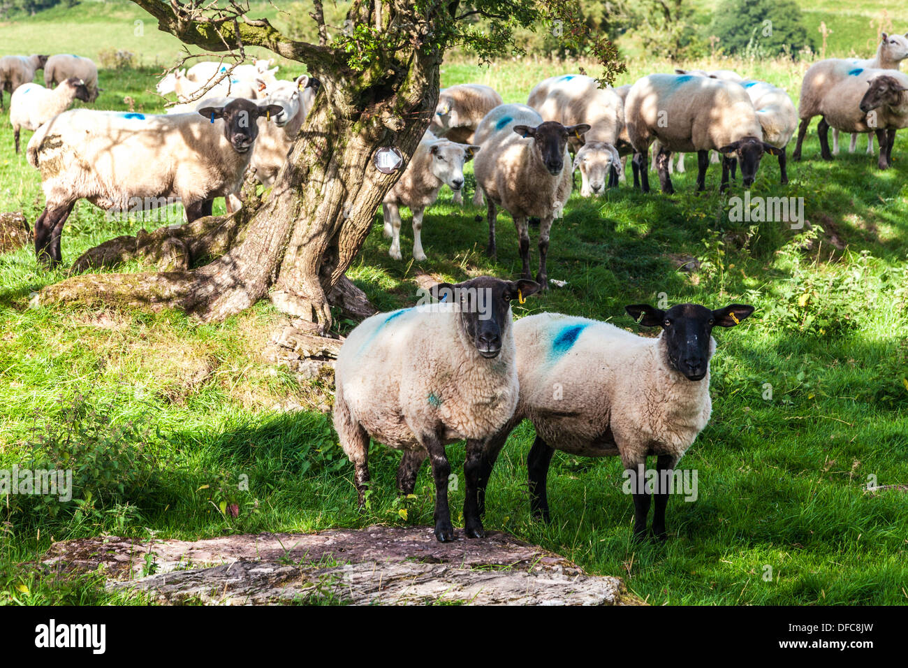 A flock of Welsh sheep in the Brecon Beacons National Park, Wales Stock ...