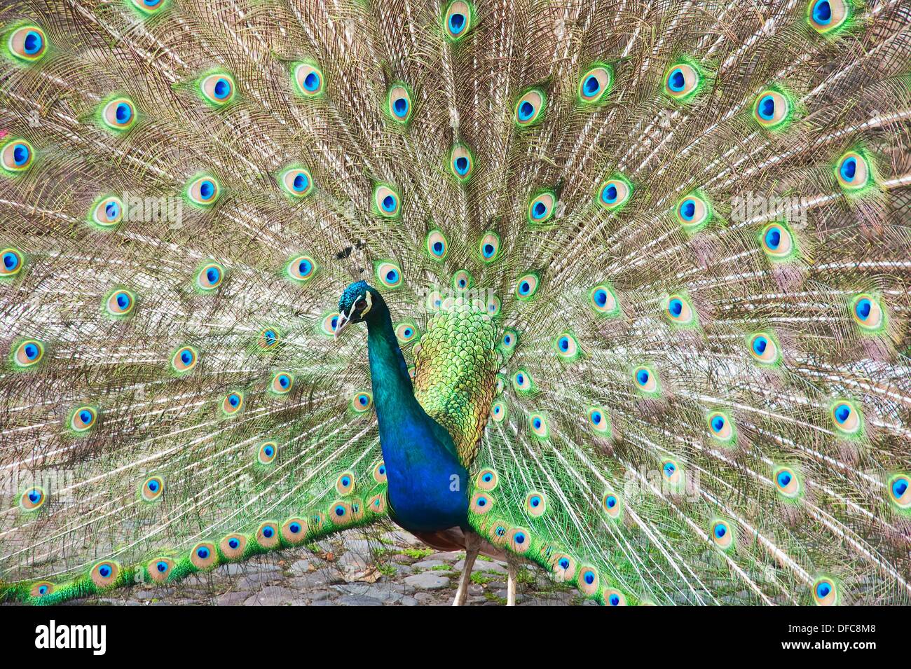 Striking plumage hi-res stock photography and images - Alamy