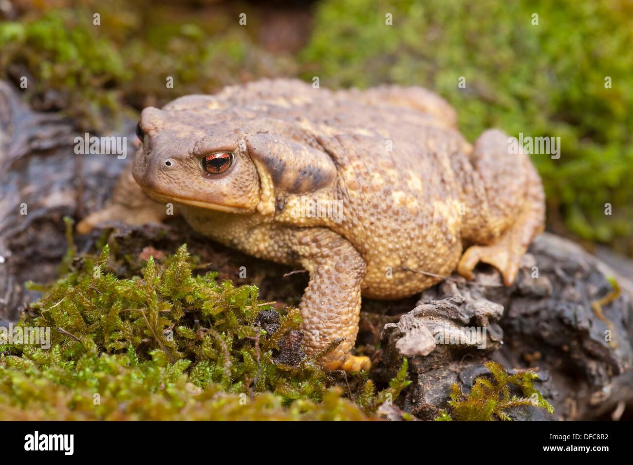 Sapo Rana High Resolution Stock Photography and Images - Alamy
