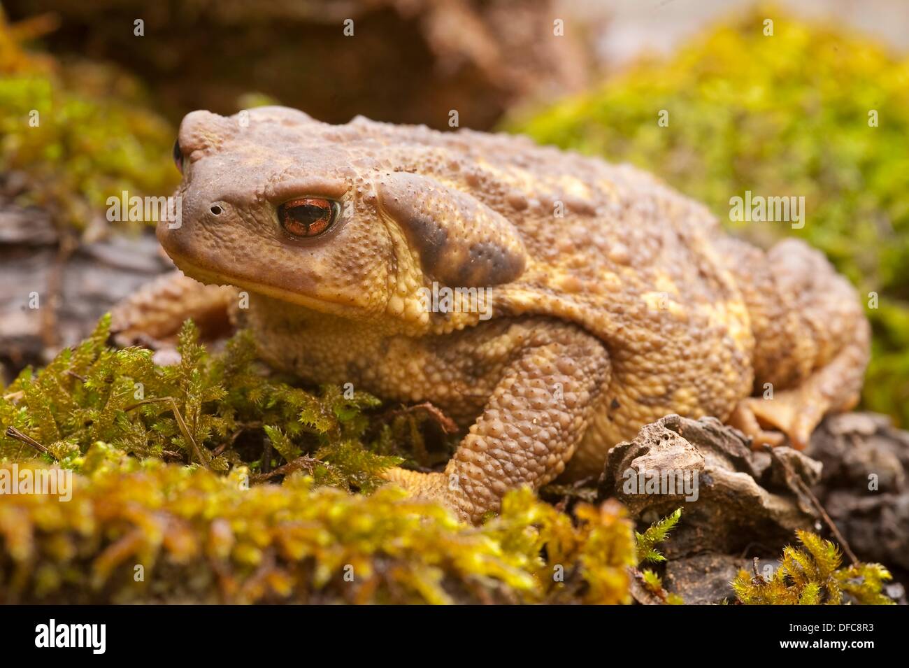 Sapo comun hi-res stock photography and images - Alamy
