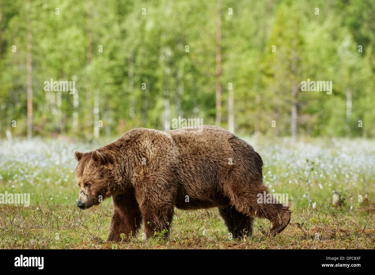 Scandinavian bear hi-res stock photography and images - Alamy