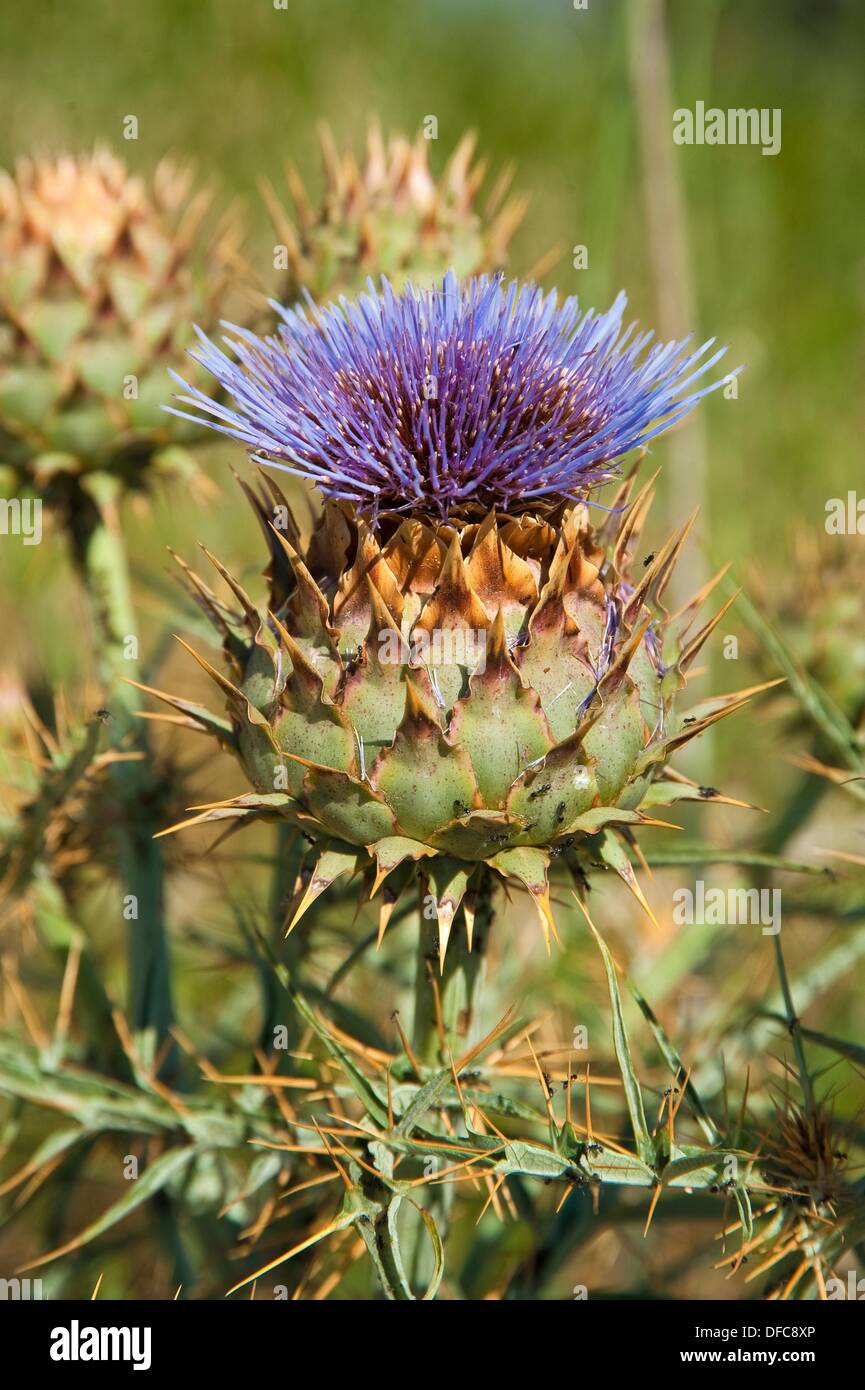 Cardus hi-res stock photography and images - Alamy