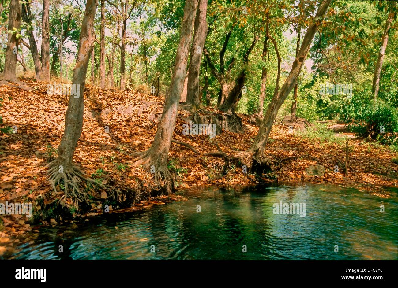 River in the jungle. Bandavgarh National Park. State of Madhya Pradesh ...