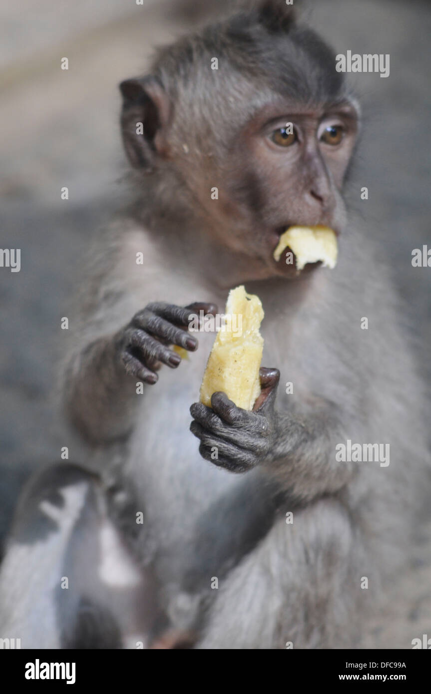 Baby Chimpanzee Eating Banana