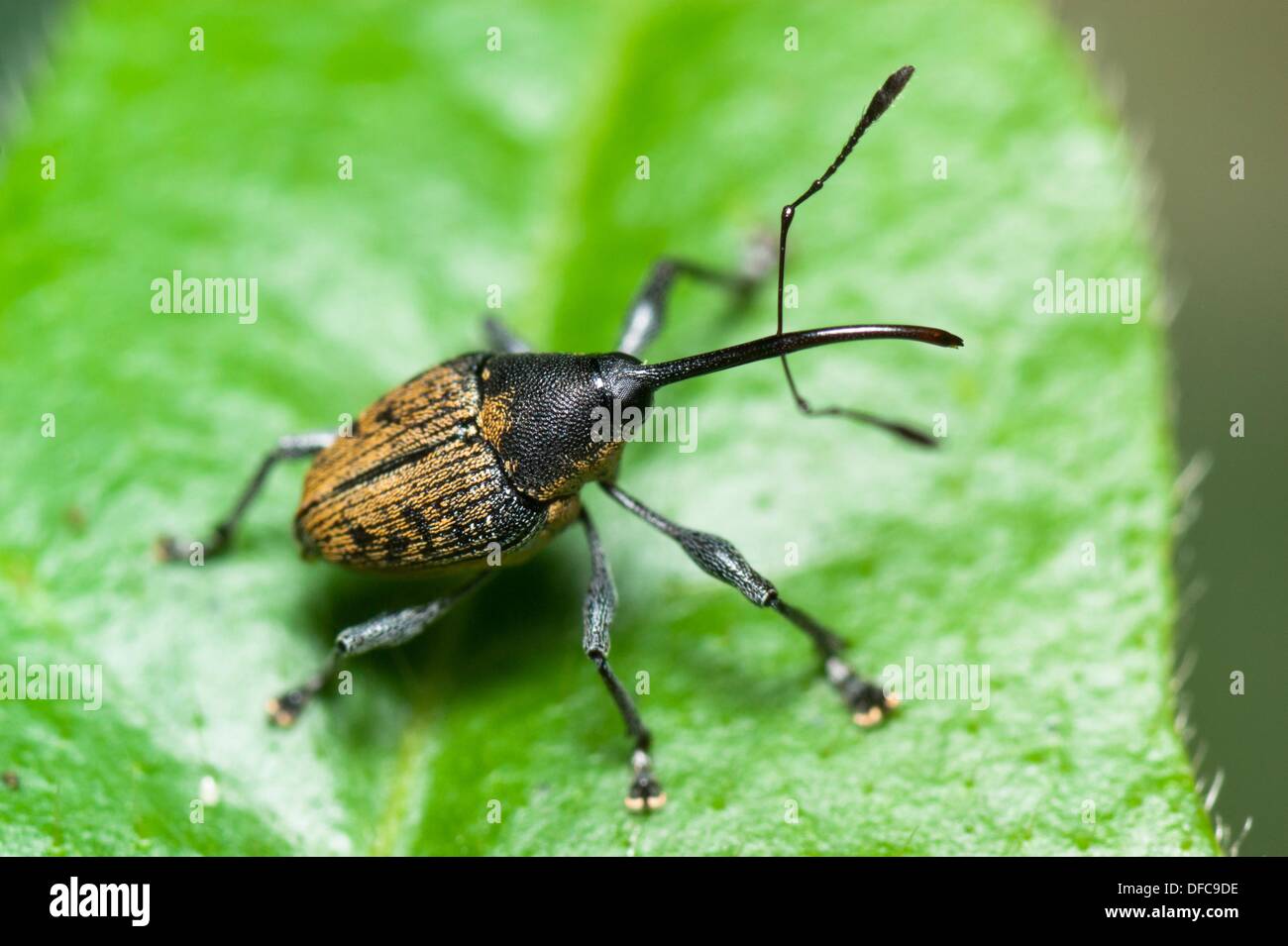 Weevil from skudup hi-res stock photography and images - Alamy