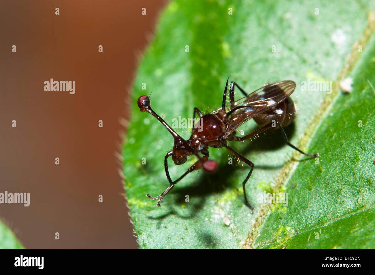 Stalk eyed fly macro hi-res stock photography and images - Alamy