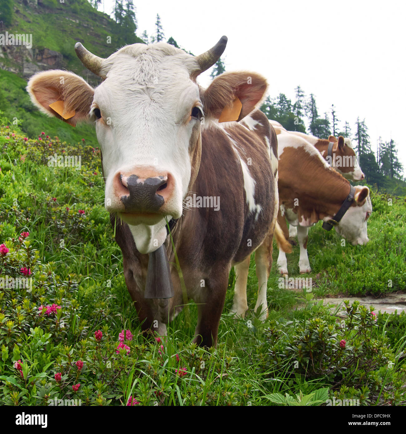 Alpine cows (Bos primigenius taurus) with horns in the Italian Alps ...