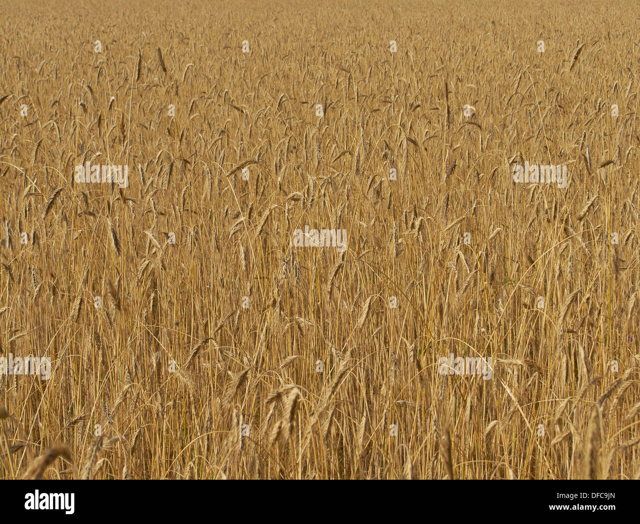 Organic wheat field with soft wheat before the harvest Stock Photo - Alamy