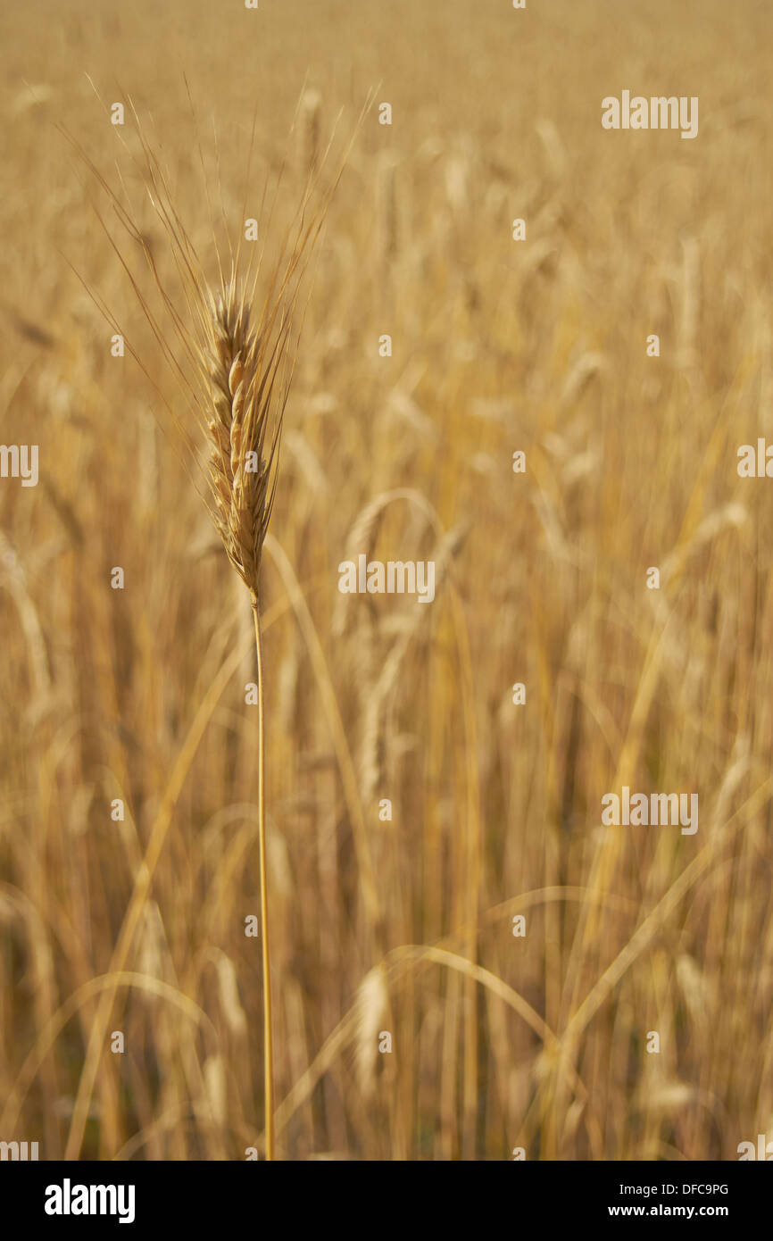 Soft wheat hi-res stock photography and images - Alamy