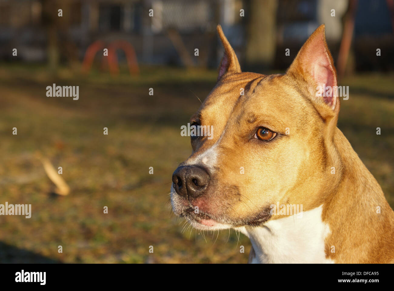 Orange Dog of American Staffordshire Terrier breed Stock Photo - Alamy