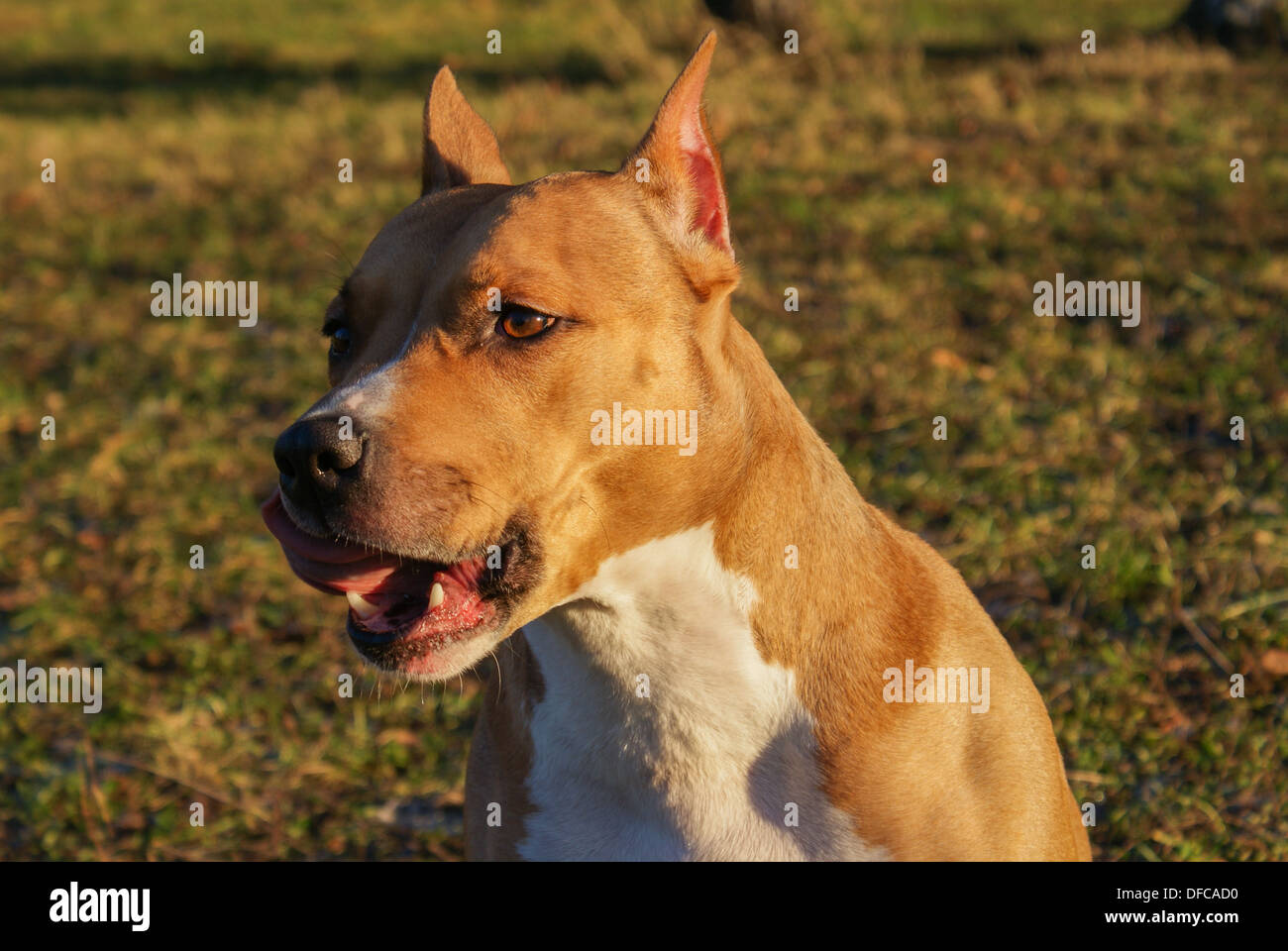 Orange Dog of American Staffordshire Terrier breed Stock Photo - Alamy