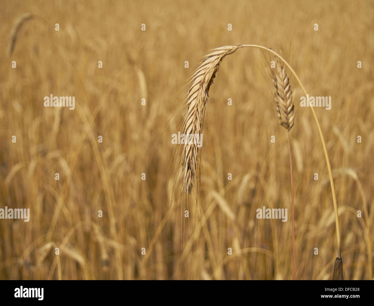 Wheat field wheat hi-res stock photography and images - Alamy