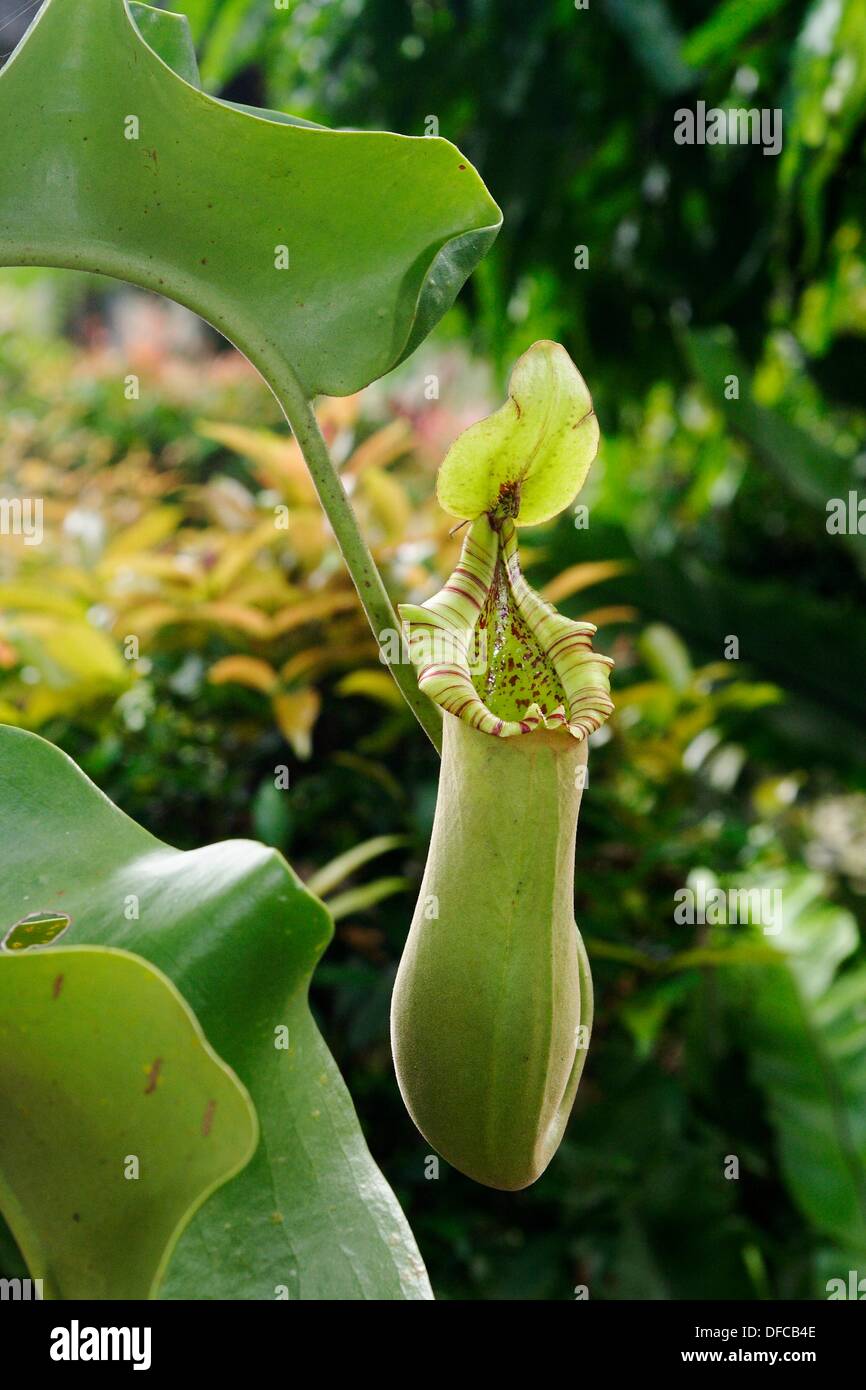 Nepenthes truncata pitcher plant hi-res stock photography and images ...