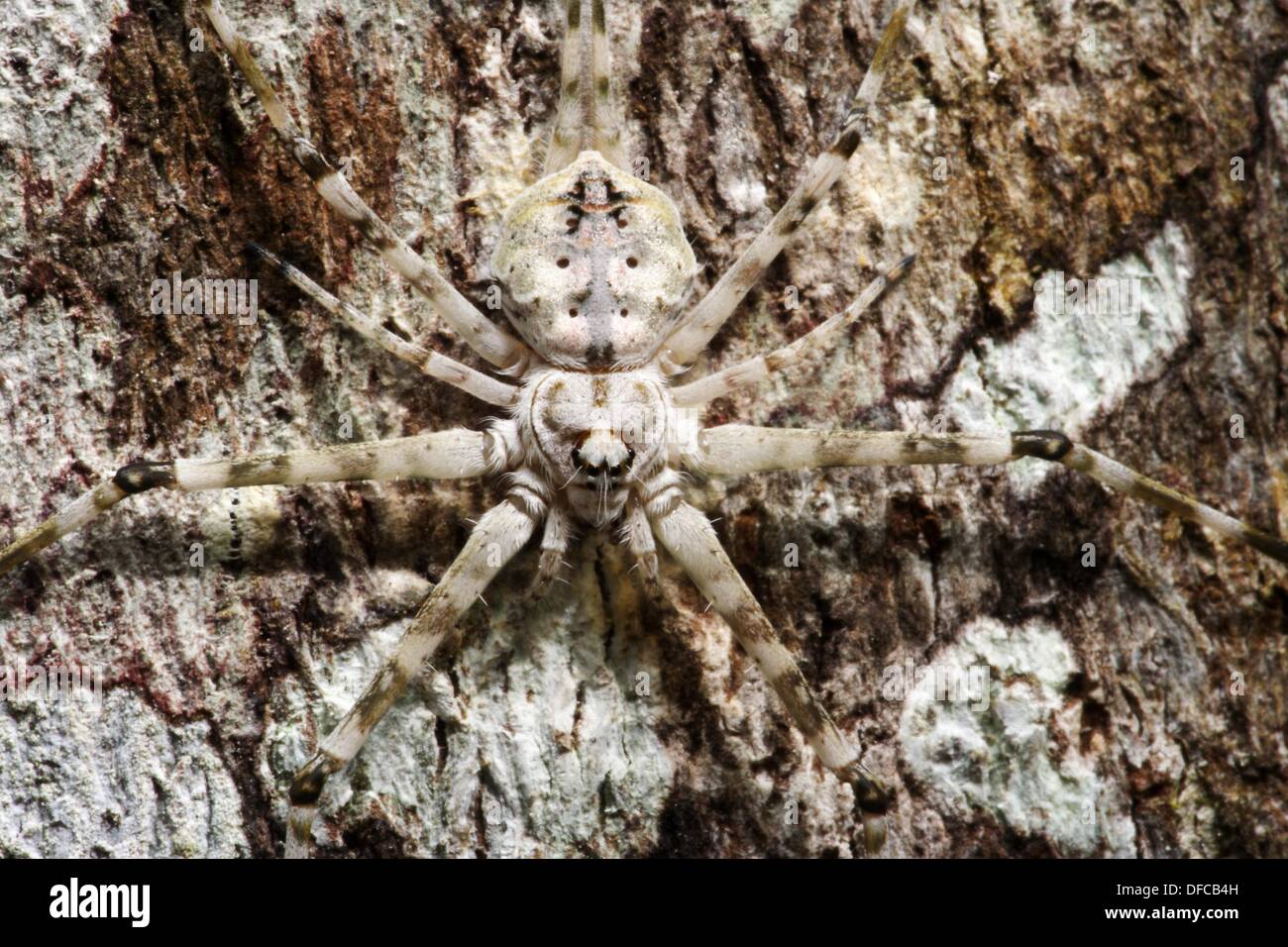 Pond wolf spider hi-res stock photography and images - Alamy