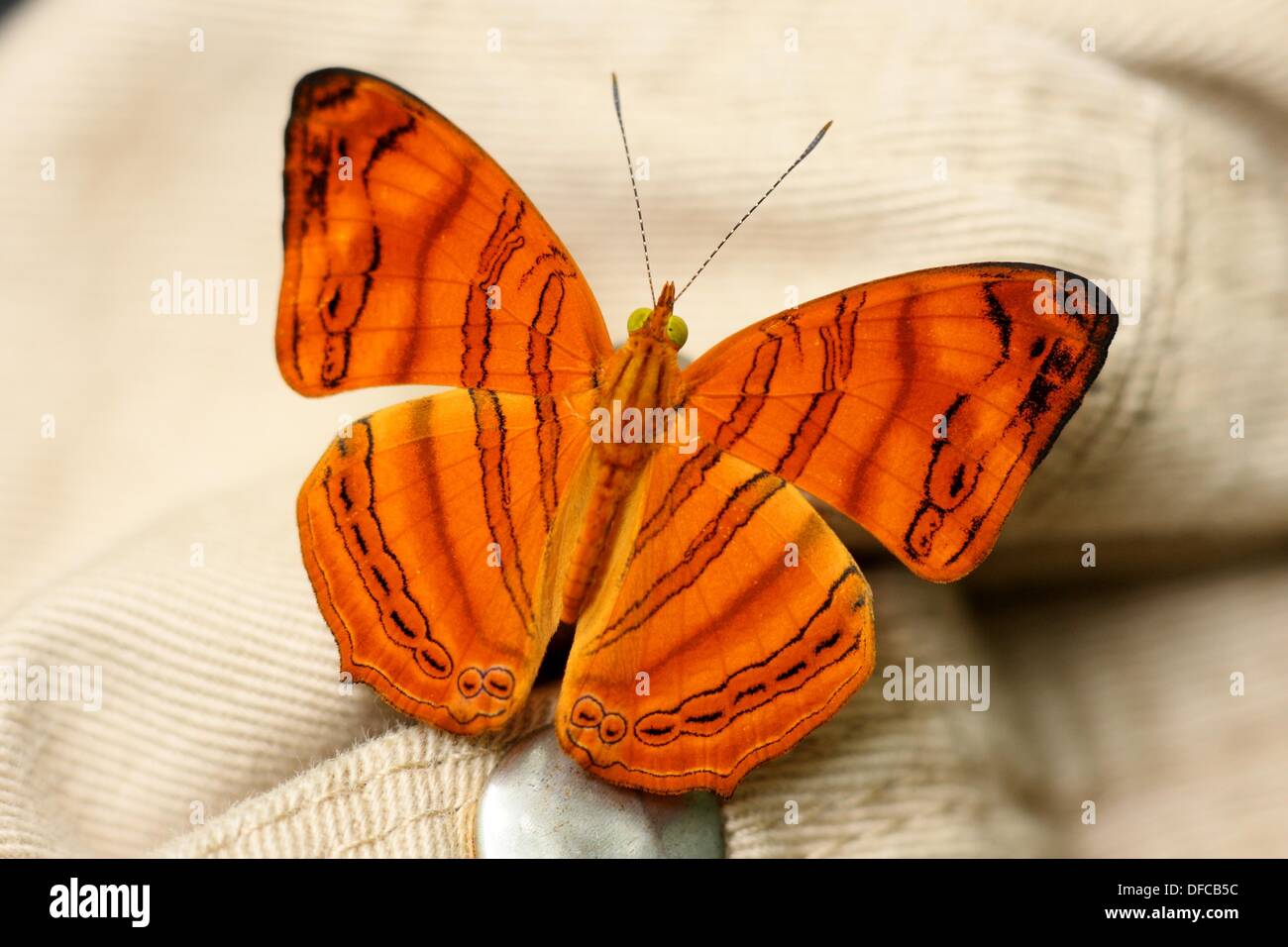 Precis hi-res stock photography and images - Alamy