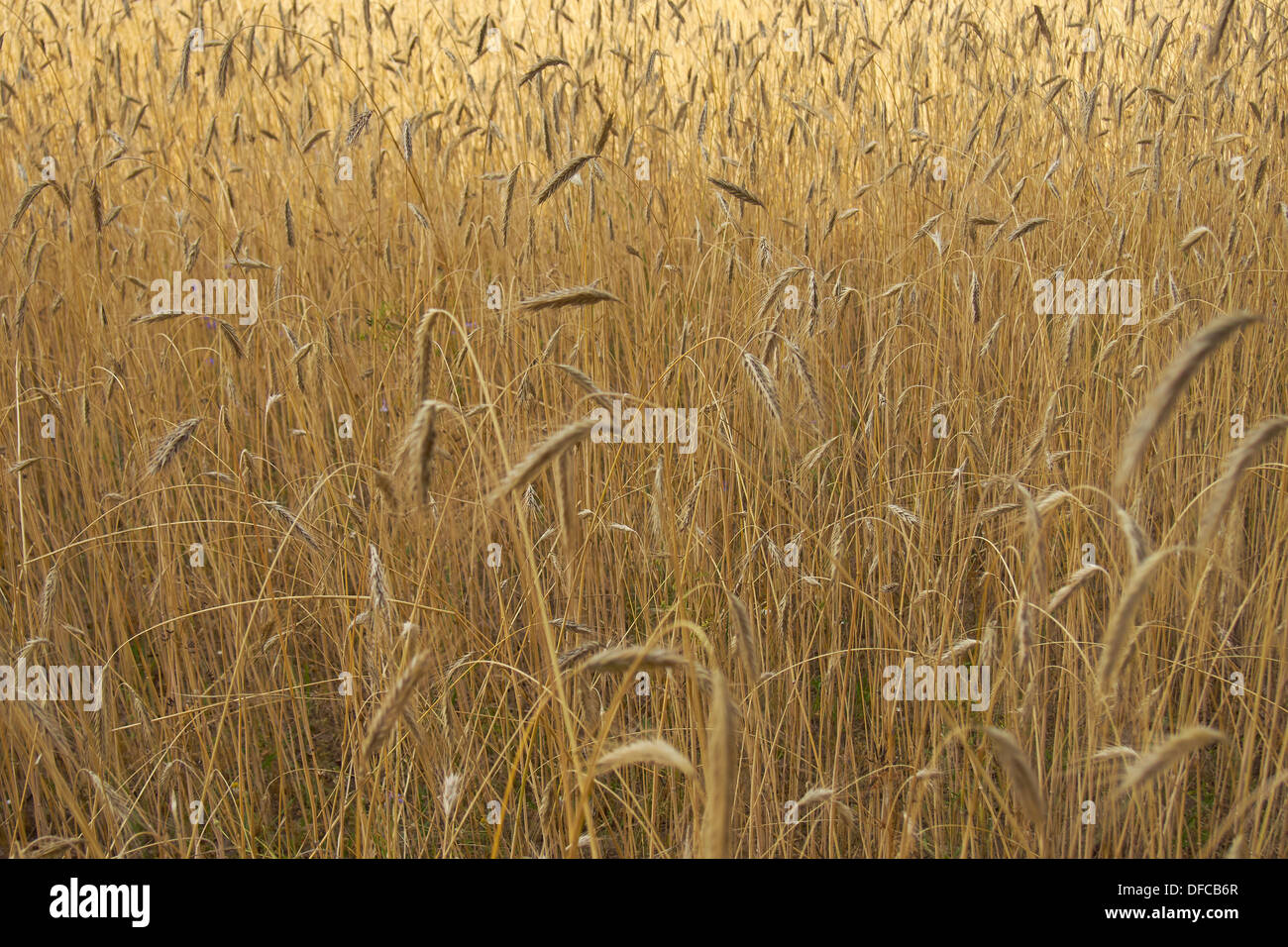 Field with soft wheat before the harvest in organic farming Stock Photo ...