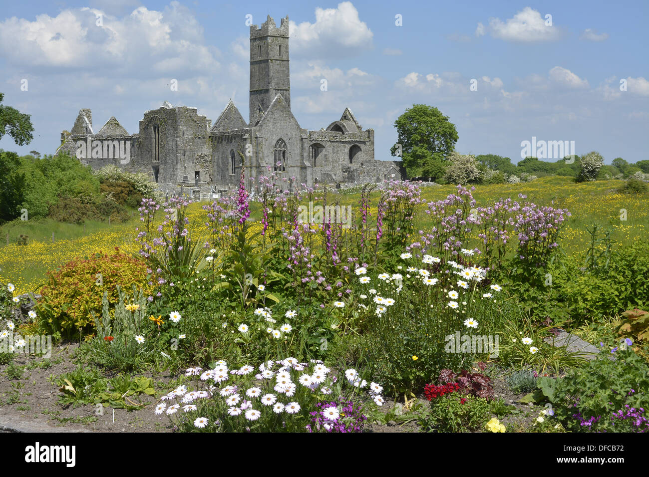 famous irish landmark, quin abbey, county clare, ireland Stock Photo ...