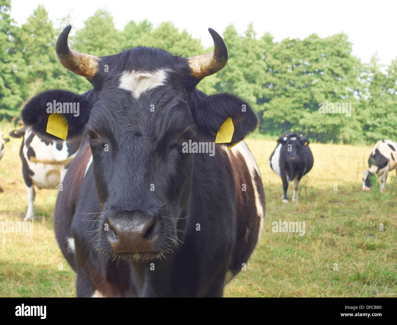 German Black Colorful Lowland Beef on a meadow with cows Stock Photo ...