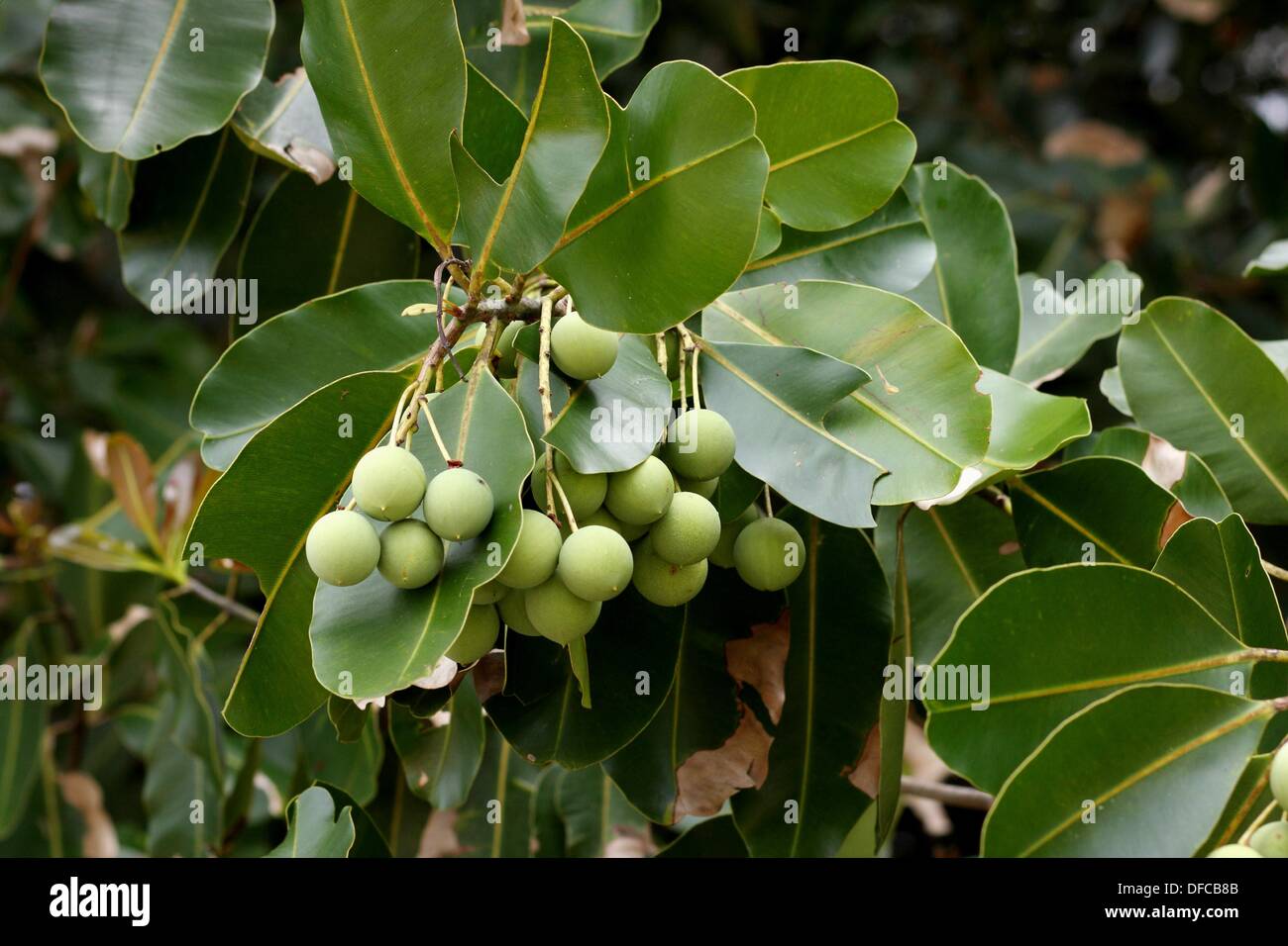 Citrus Myrtifolia High Resolution Stock Photography and Images - Alamy