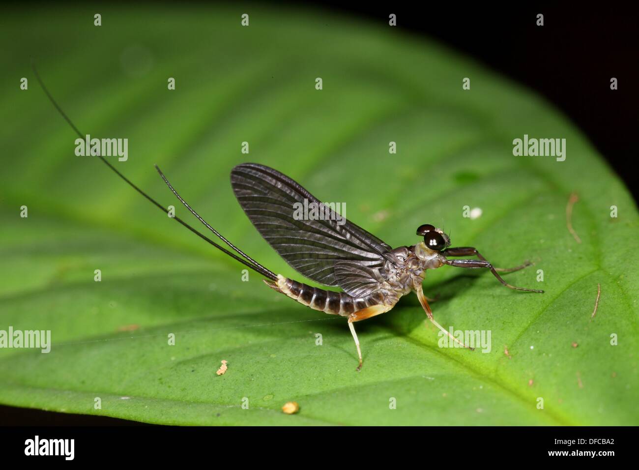 Mayfly species hi-res stock photography and images - Alamy