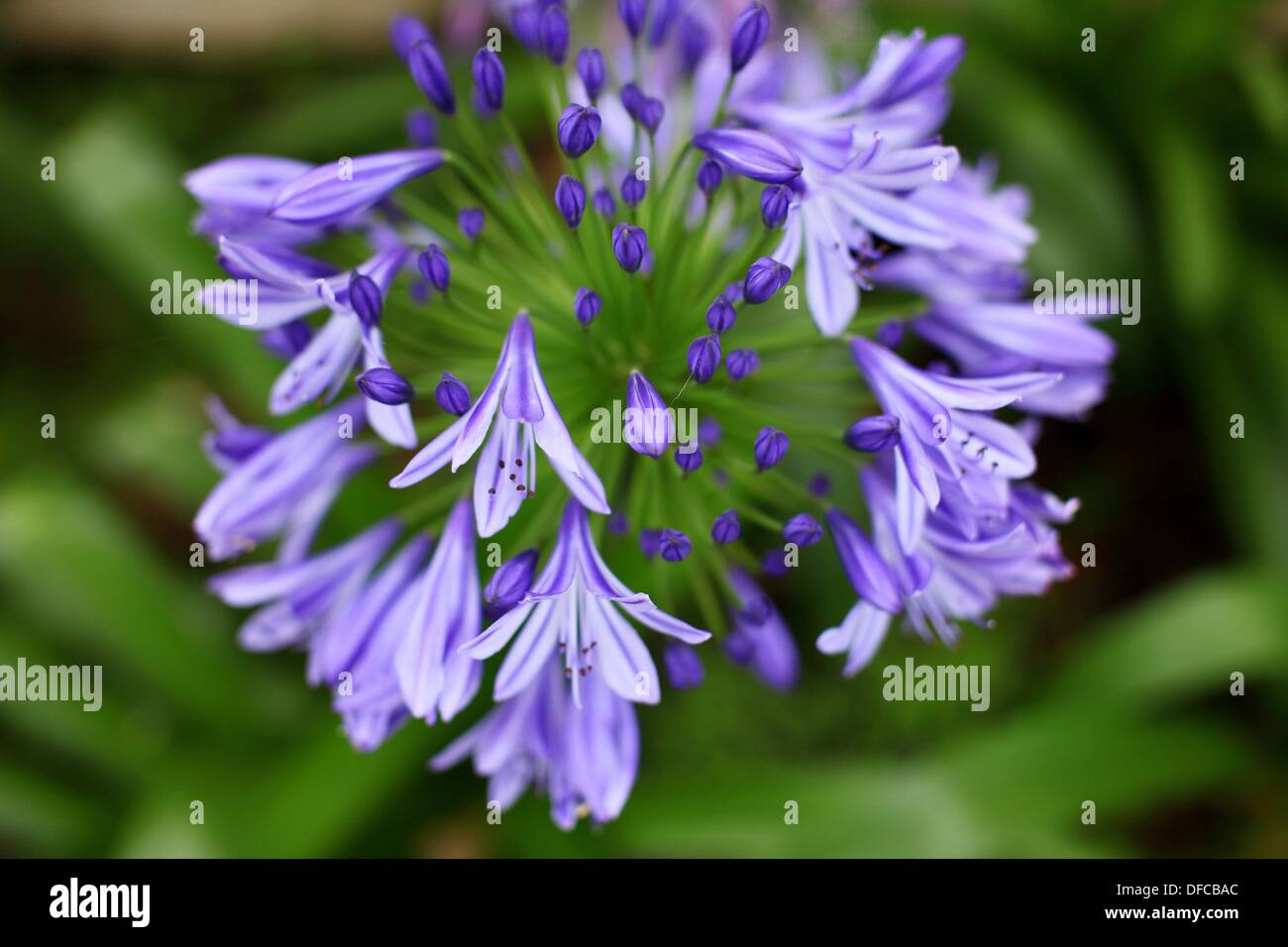 Agapanthus container plant hi-res stock photography and images - Alamy