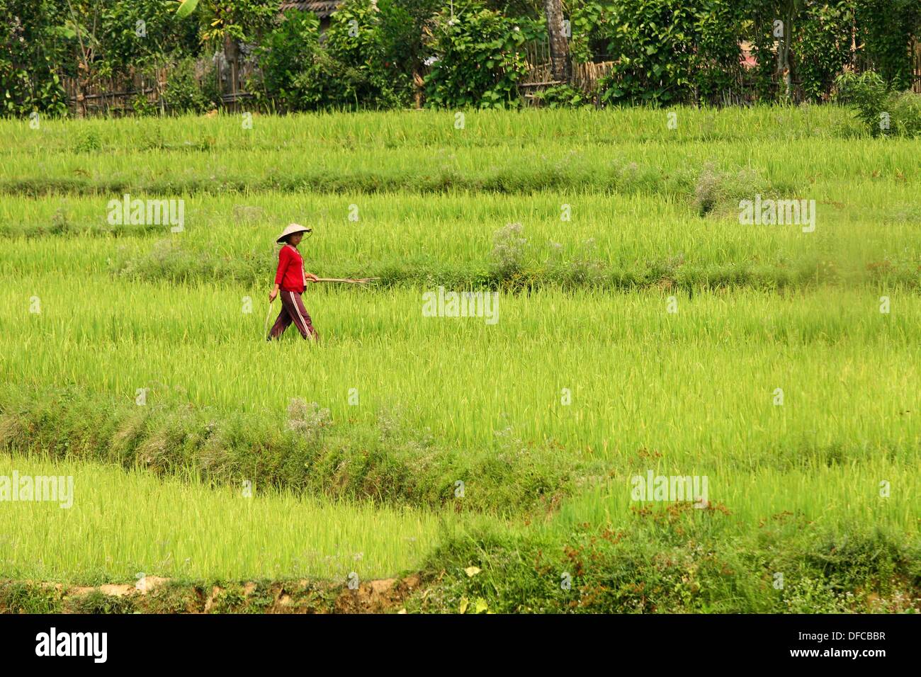 Laos planted rice field hi-res stock photography and images - Alamy