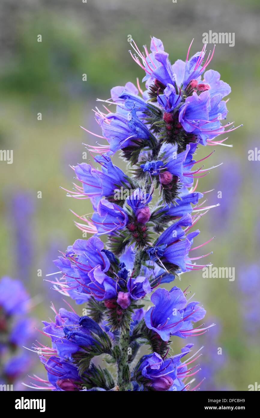 Weed vertical hi-res stock photography and images - Alamy