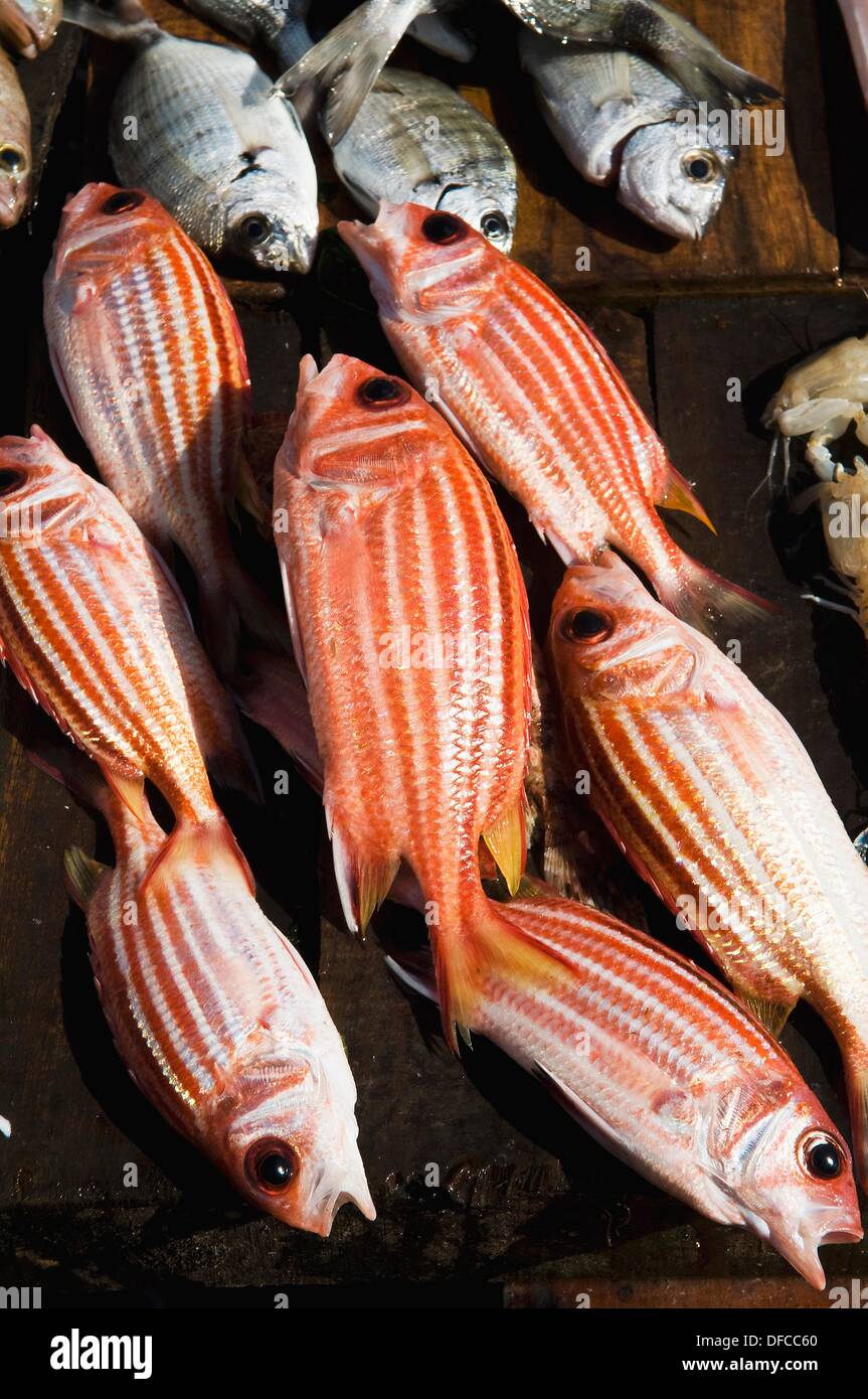The Fish Market Alexandria High Resolution Stock Photography and Images ...