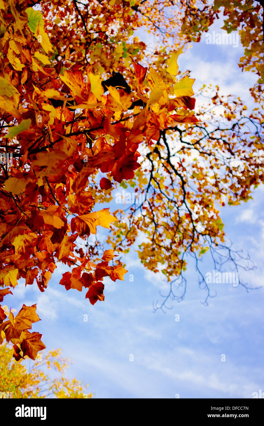 Autumnal trees - Lucca, Italy Stock Photo - Alamy