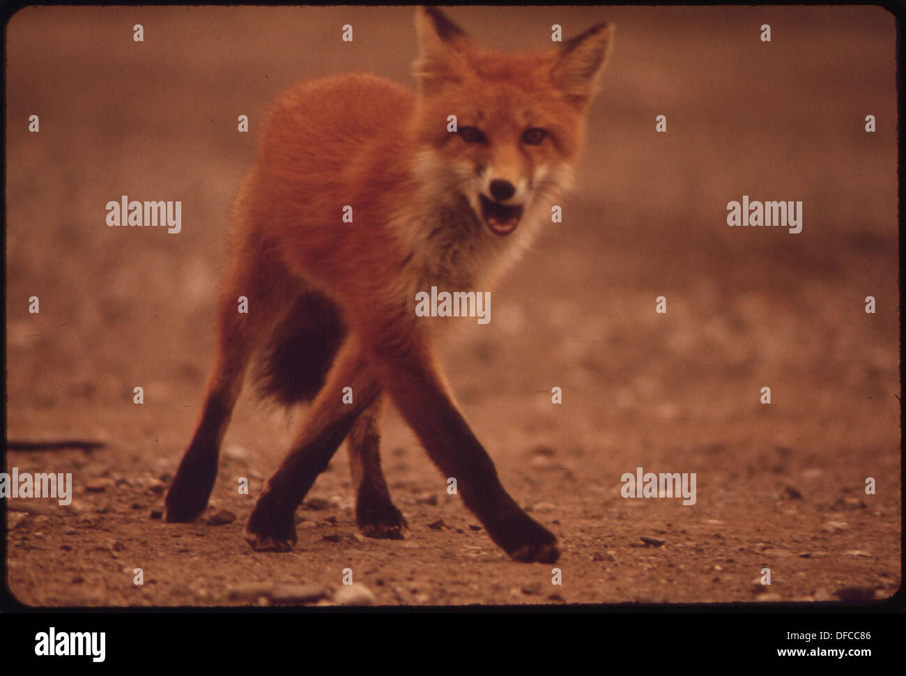 A young female fox is spotted near Galbraith Lake Camp. Foxes are often ...