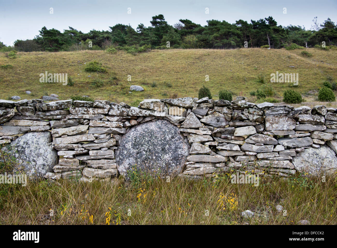 Traditional stonewall on the Swedish island of Gotland in the Baltic ...