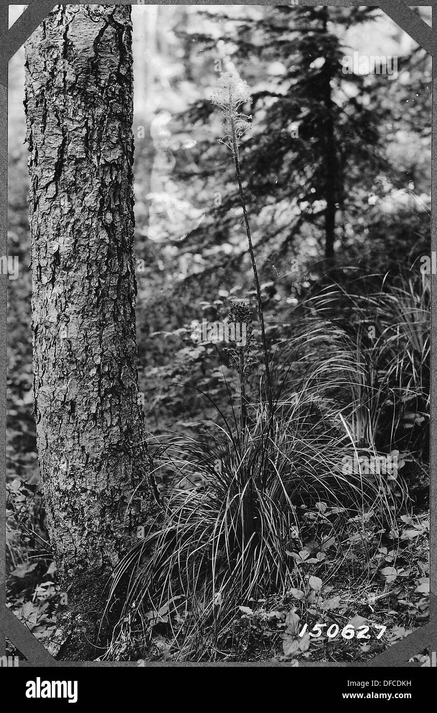 Plant features long Black and White Stock Photos & Images - Alamy