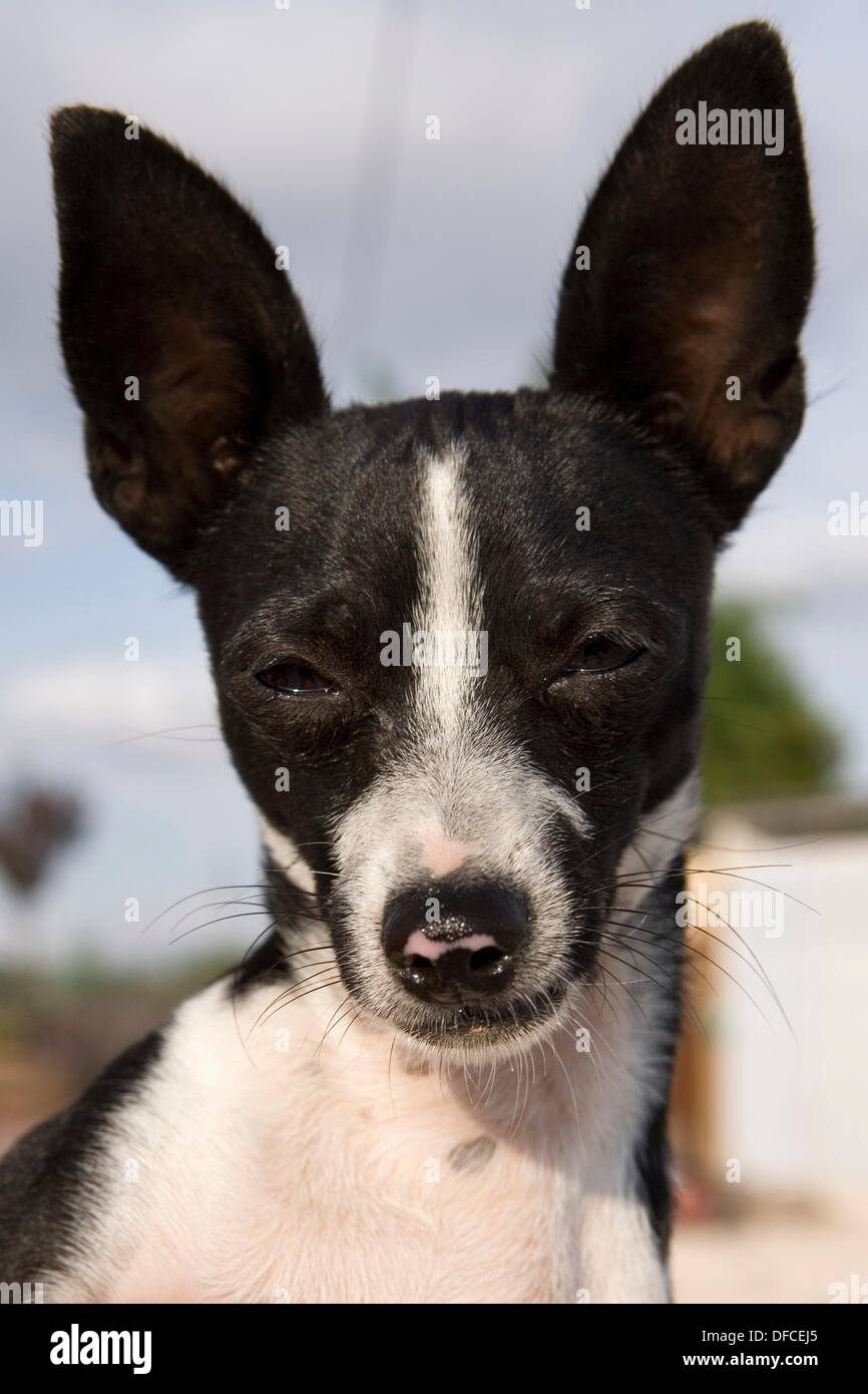 Perro Mestizo High Resolution Stock Photography and Images - Alamy