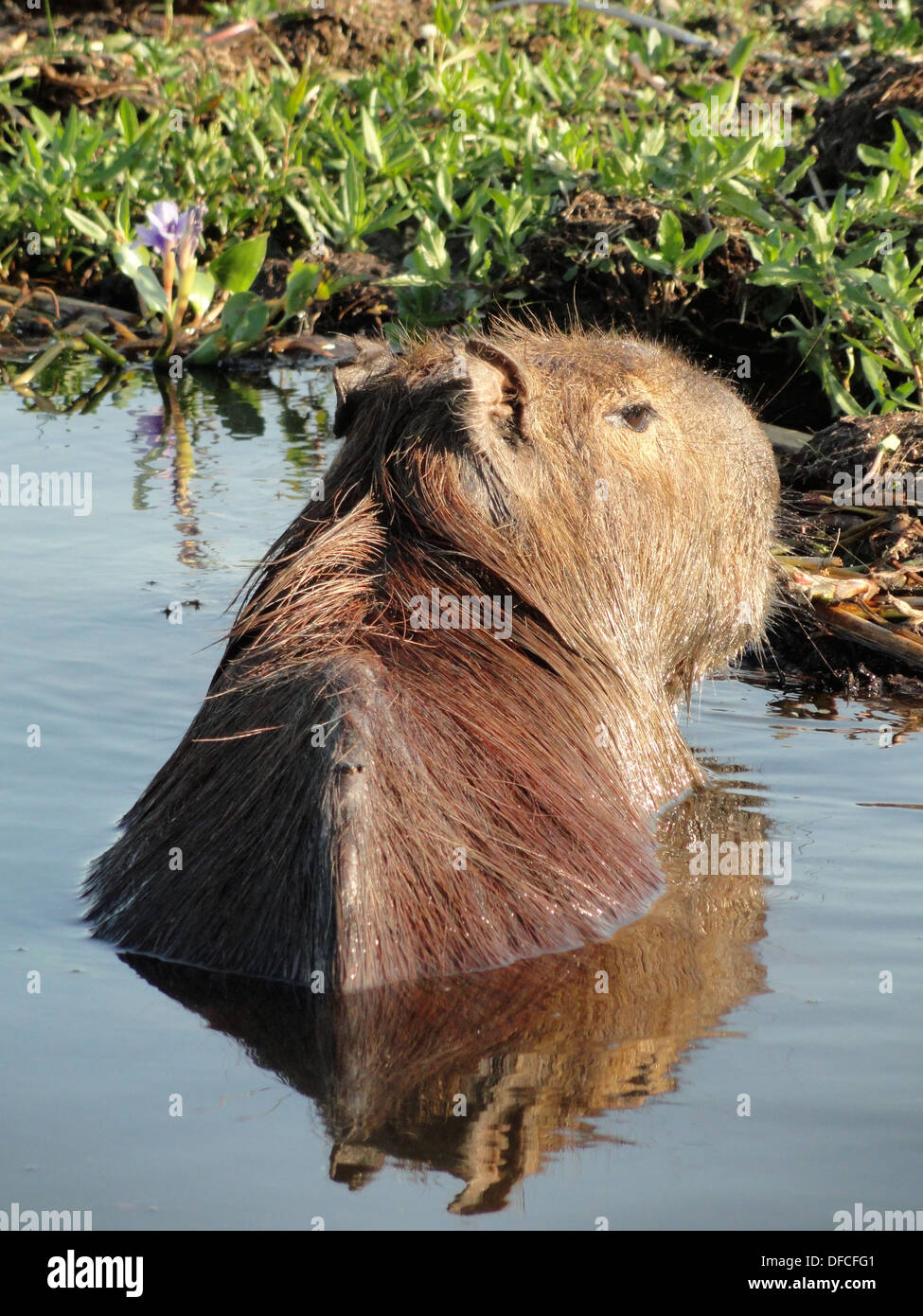A Capybara, the worlds largest species of rodent, swimming in a lake in ...