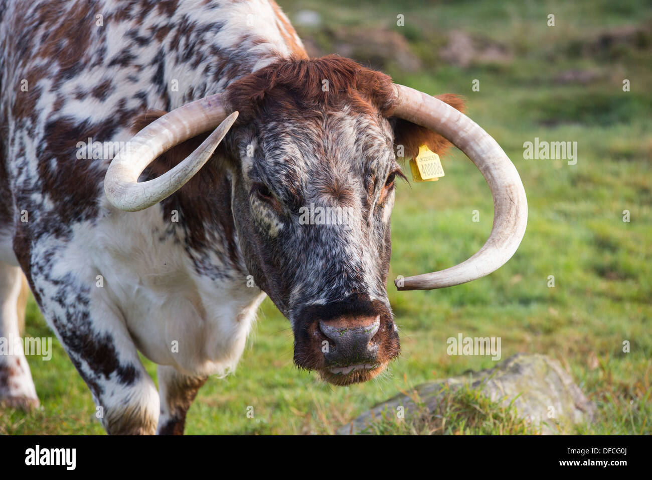 The beacon loughborough english longhorn cattle hi-res stock ...