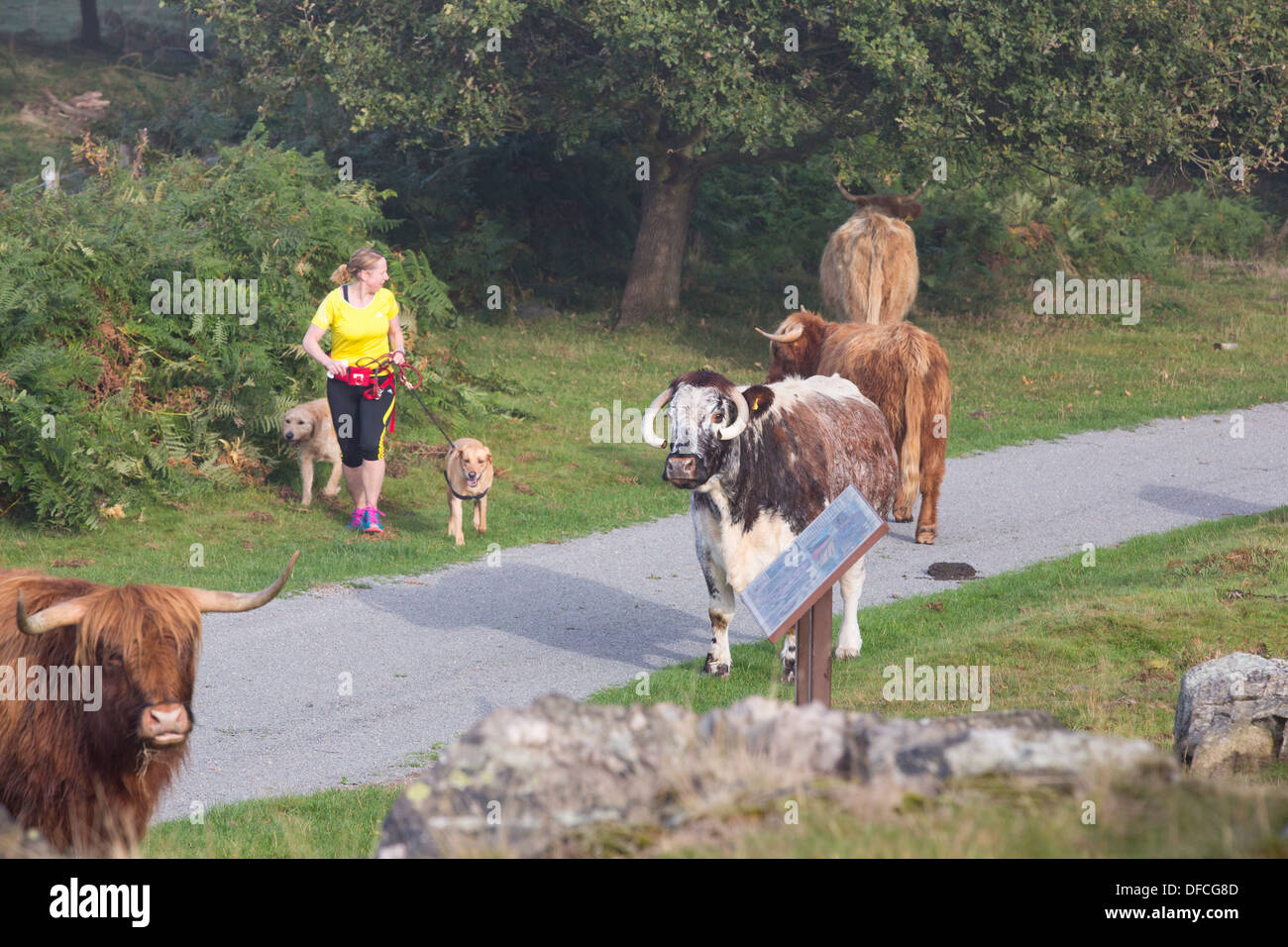 A woman running through English Longhorn and Highland cattle on the ...