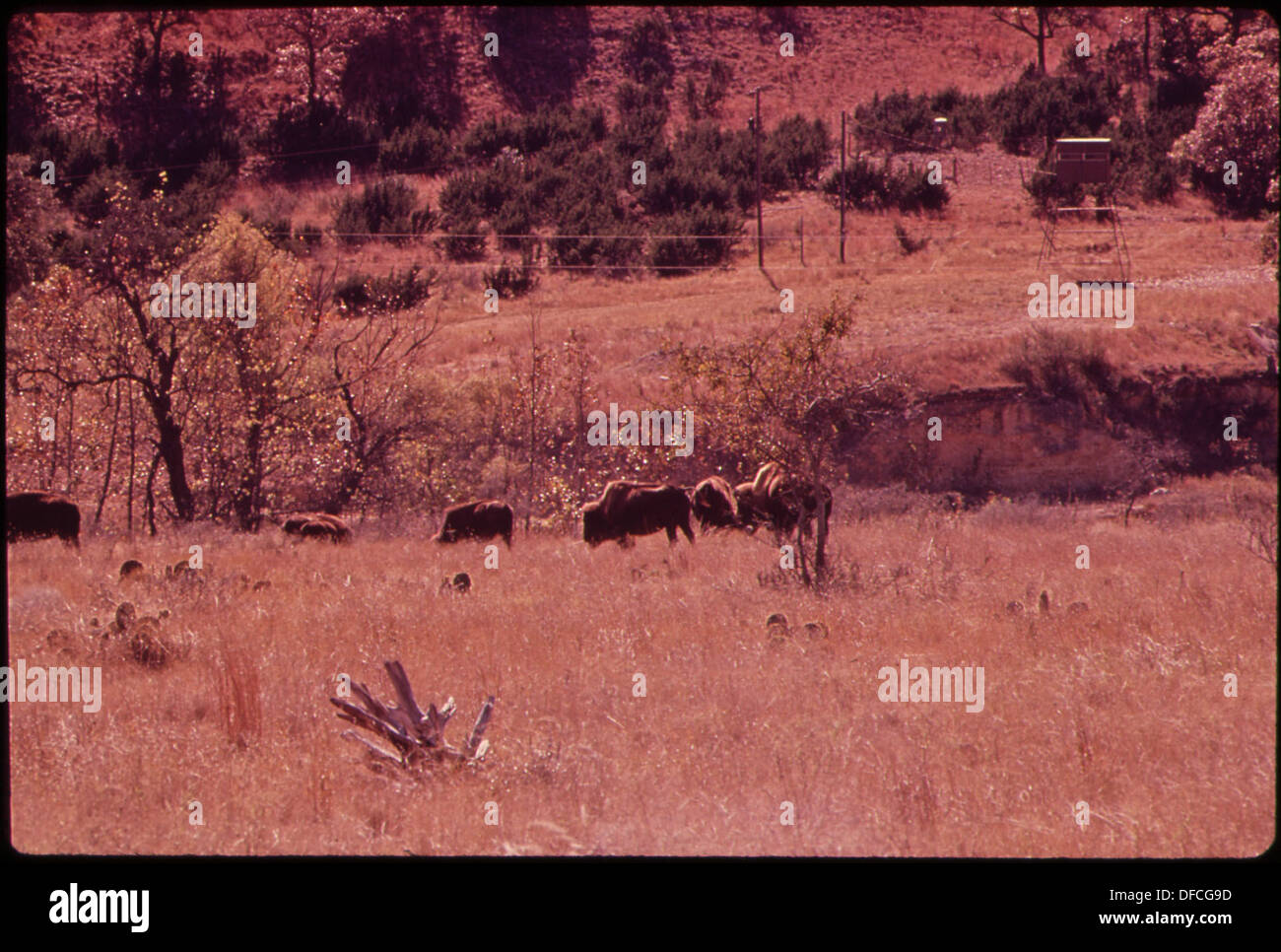 Buffalo bell hi-res stock photography and images - Alamy